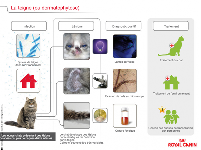 La teigne – Vet'dispensaire